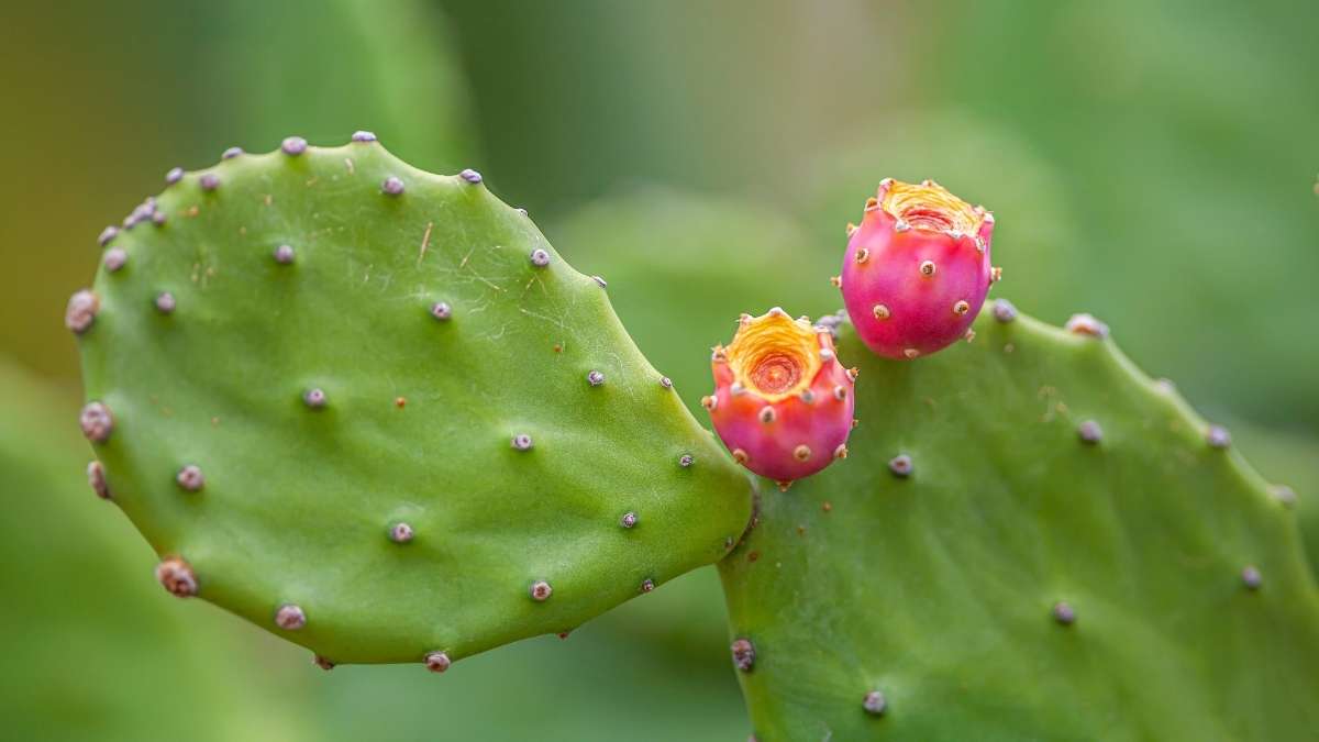 El nopal: 7 Beneficios para la salud - Nopalindo